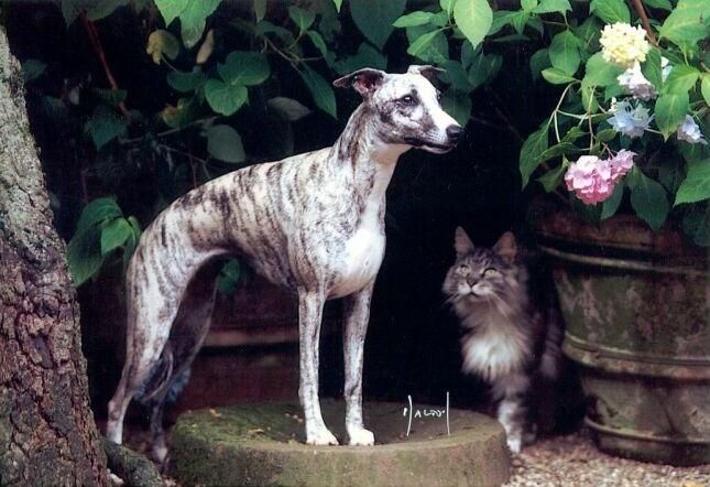 Whippets High on Emotion