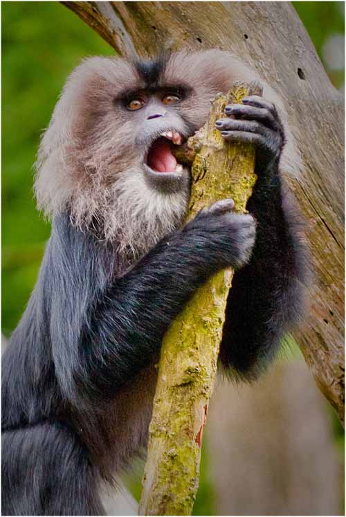 Animales en el Planeta: El macaco de cola de león, mono león, mono ...