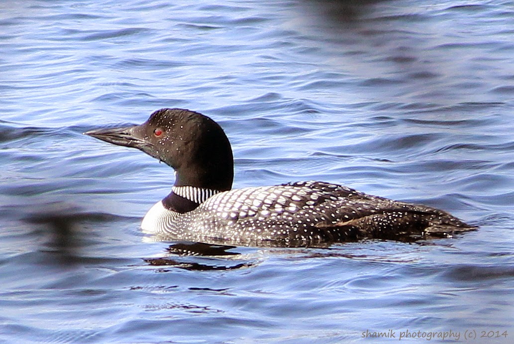 Shamik Photography ~ Devoted to the Natural Elements: Common Loon