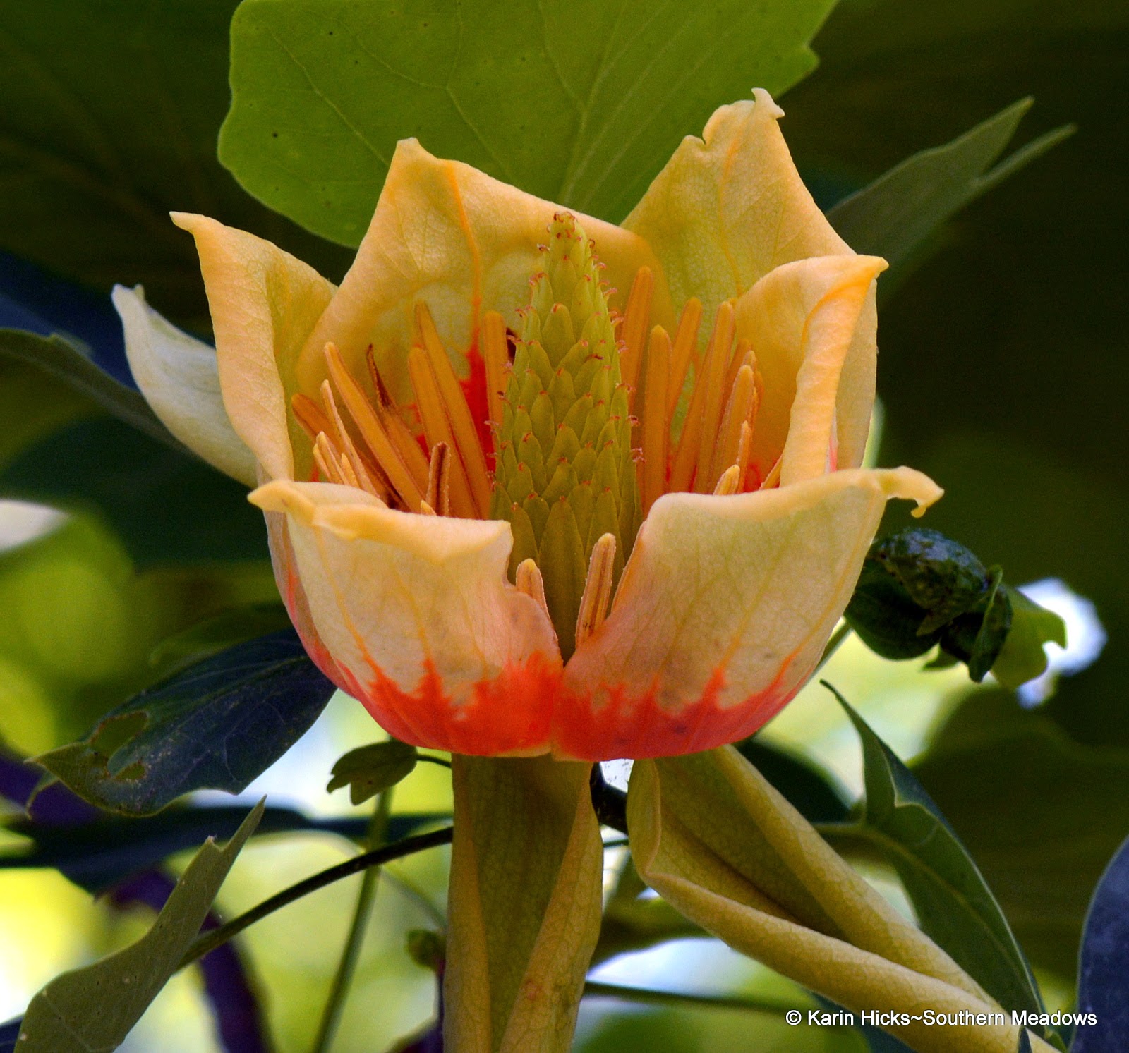 A different kind of tulip