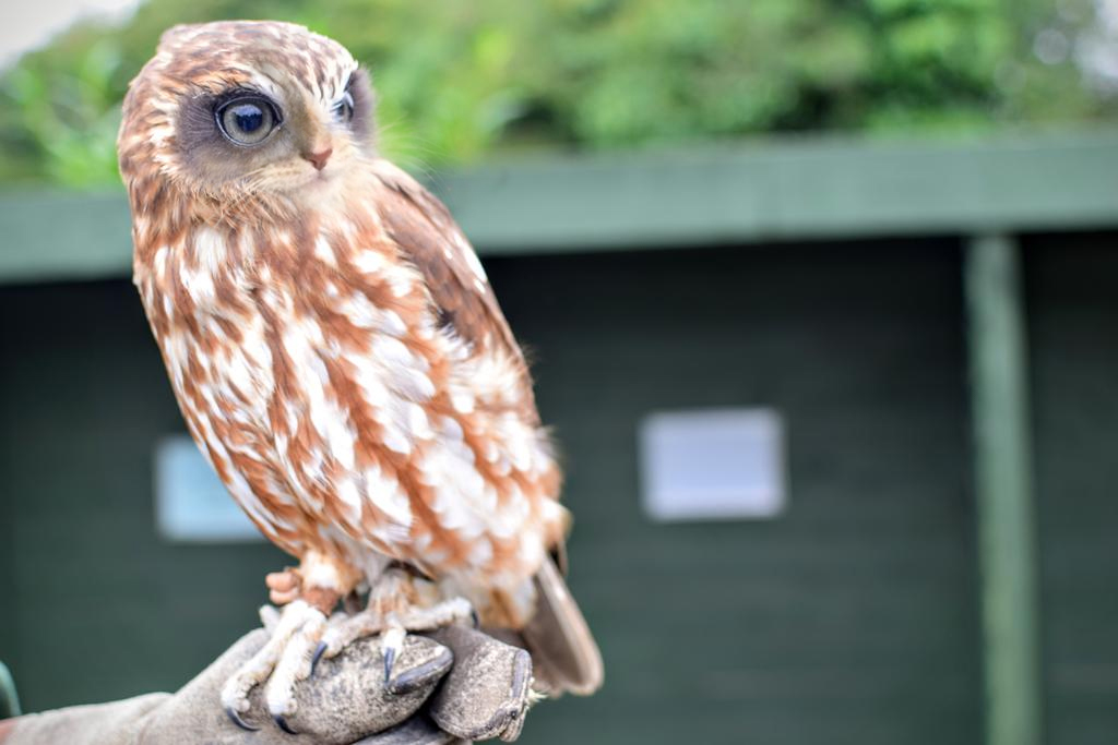 Sword and Torch Inn: Beasts Of Silverstein: The Lesser Meowl: Familiars ...