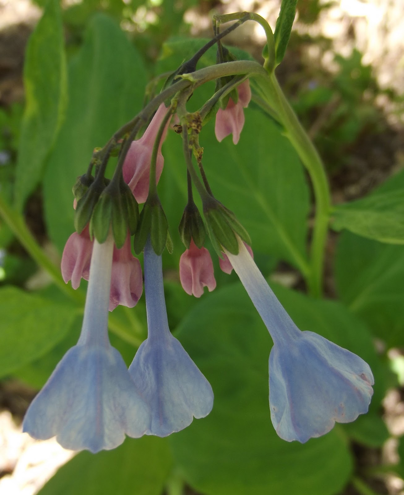 In The Garden: Blue Purple Pink - Multi-coloured flowers