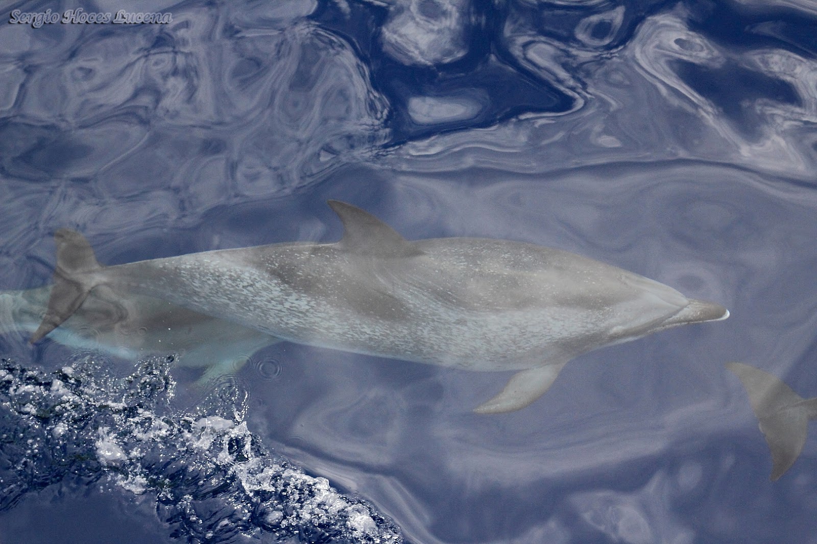 Viajes, Salidas, Naturaleza, (Fotografía).: Delfín Moteado (Stenella ...