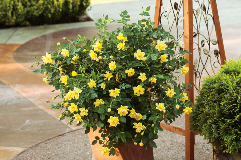 Proven Winners® ColorChoice® Plant of the Week: Plant of the Week: Oso ...