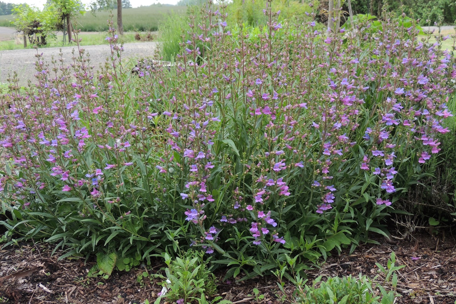 The Dusty Lane: Brilliant Penstemon