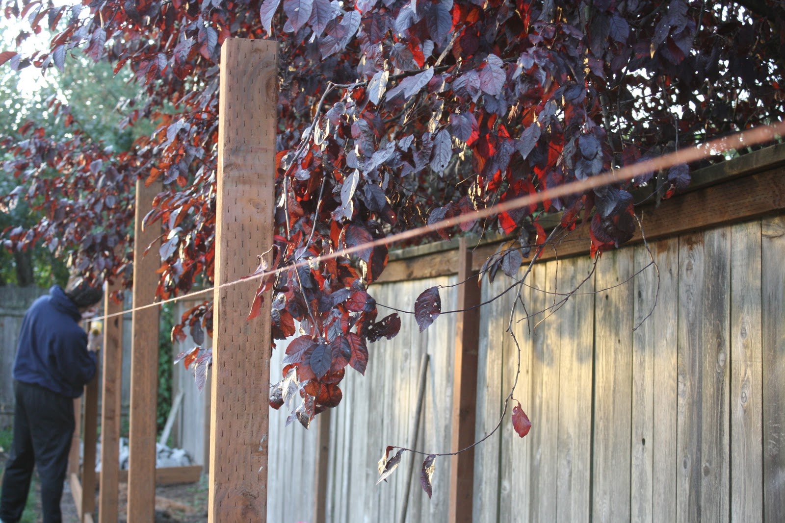 Domestically Dobson: Dog Run Fun