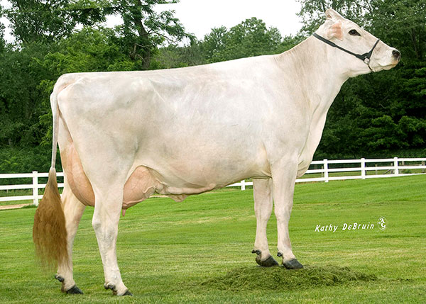 Cara Beternak: Mengenal Bangsa Sapi Brown Swiss, Sapi dengan Kemampuan ...