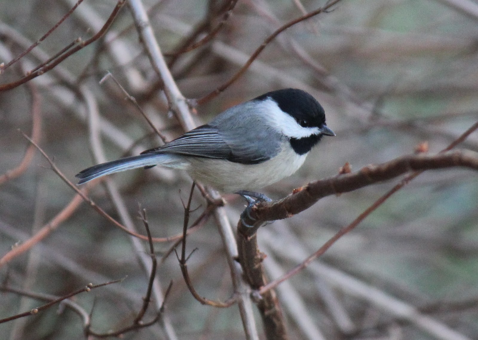 One Bird A Day: Day 3: Carolina Chickadee