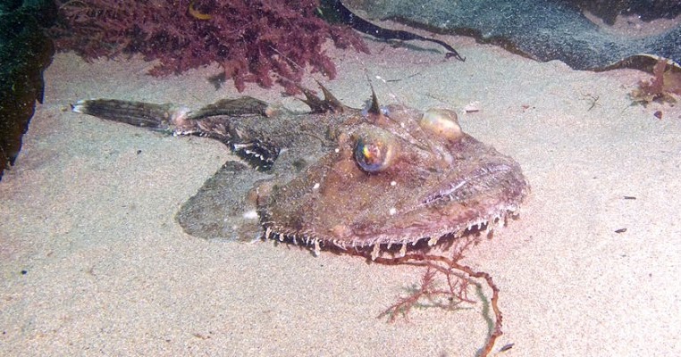 Su Ürünleri Yetiştiriciliği: FENER BALIĞI