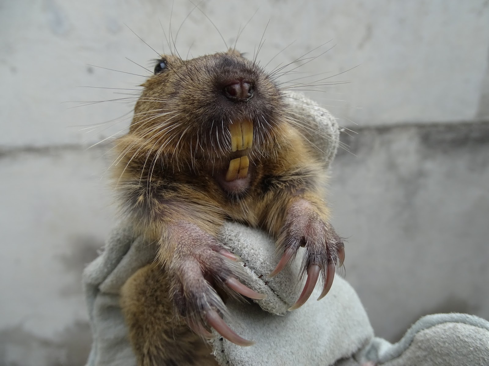 TUZA | Naturalista Irreverente de Tehuacán