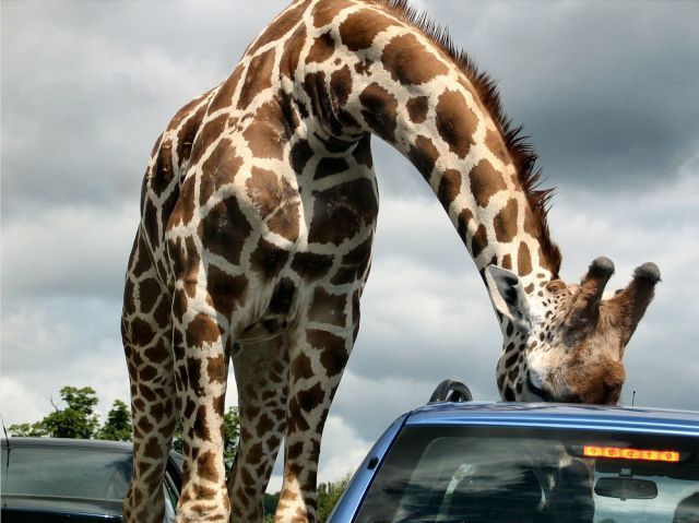 Funny Giraffes | In Photos | Funny And Cute Animals