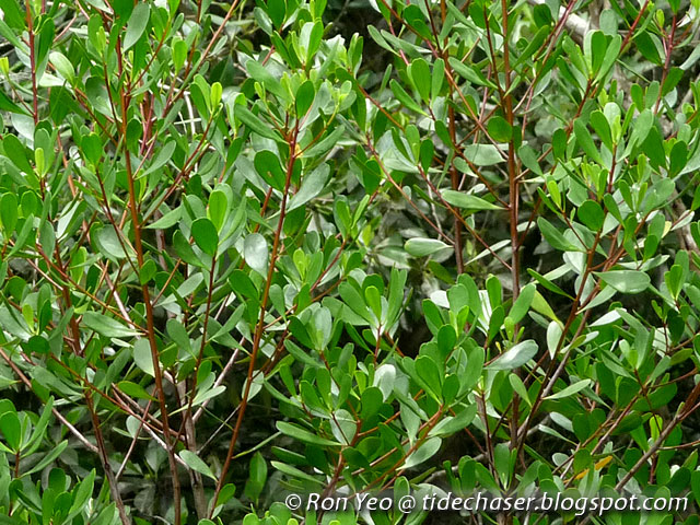 tHE tiDE cHAsER: Teruntum Merah (Lumnitzera littorea)