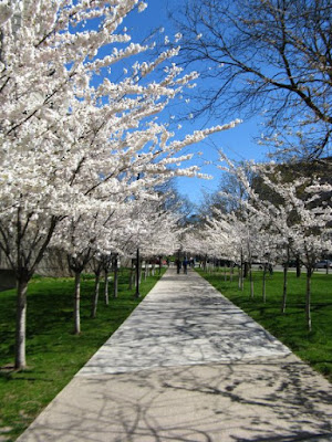 Garden Muses: A Small Toronto Gardening Services Company Blog: April 2012