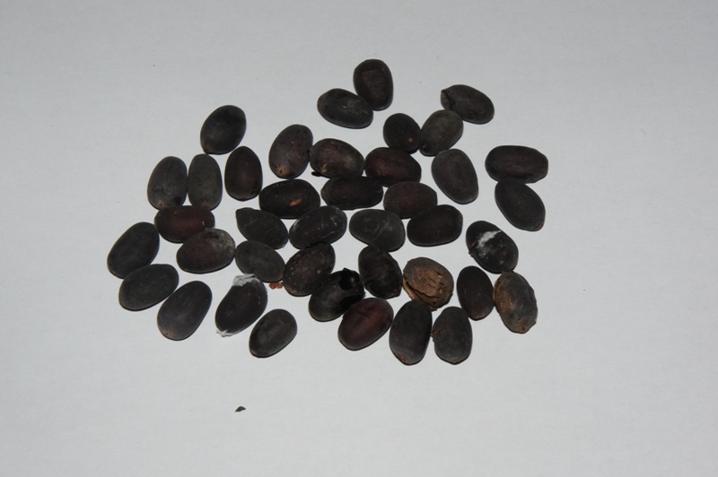 OUR PHILIPPINE TREES: This Year's Seed Bounty