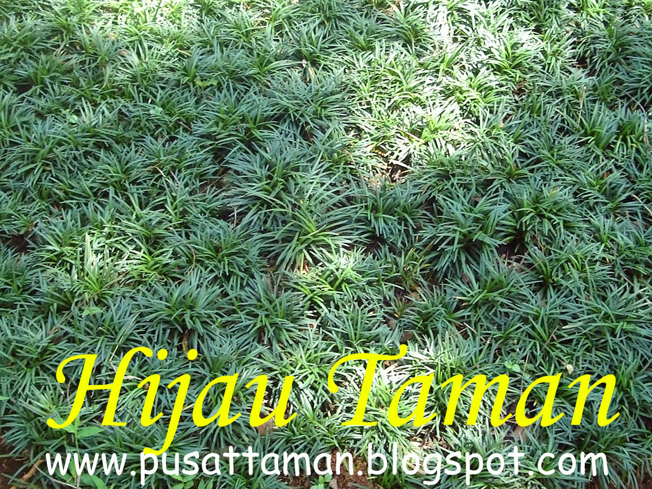 Jual Pohon Kucai Mini, Kucai Gondrong, Kucai Tulip | Tanaman Hias ...