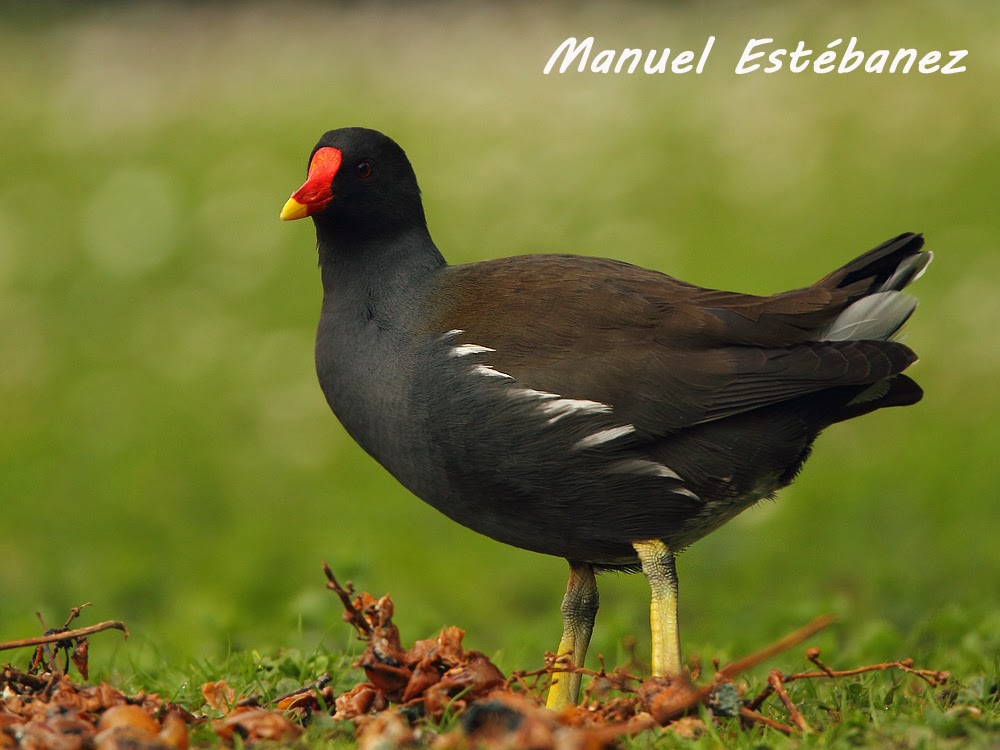 Miradas Cantábricas: Gallineta común (Gallinula chloropus)