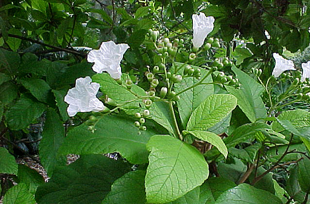 Meio Ambiente: Cordia spp - Erva baleeira