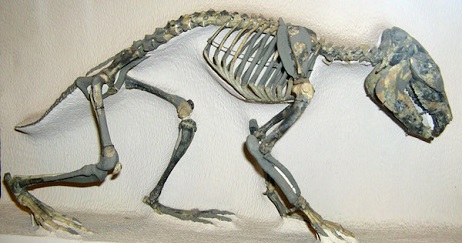 Noticias de Paleontologia: Pachyrukhos mayonoi, un extinto ungulado ...