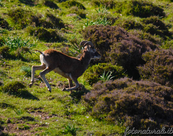 AmicoMario: IL MUFLONE: VERA ICONA DELLA SARDEGNA, COME I NURAGHI. LO ...