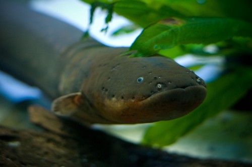 Electric Eel fish ~ sciencelovers