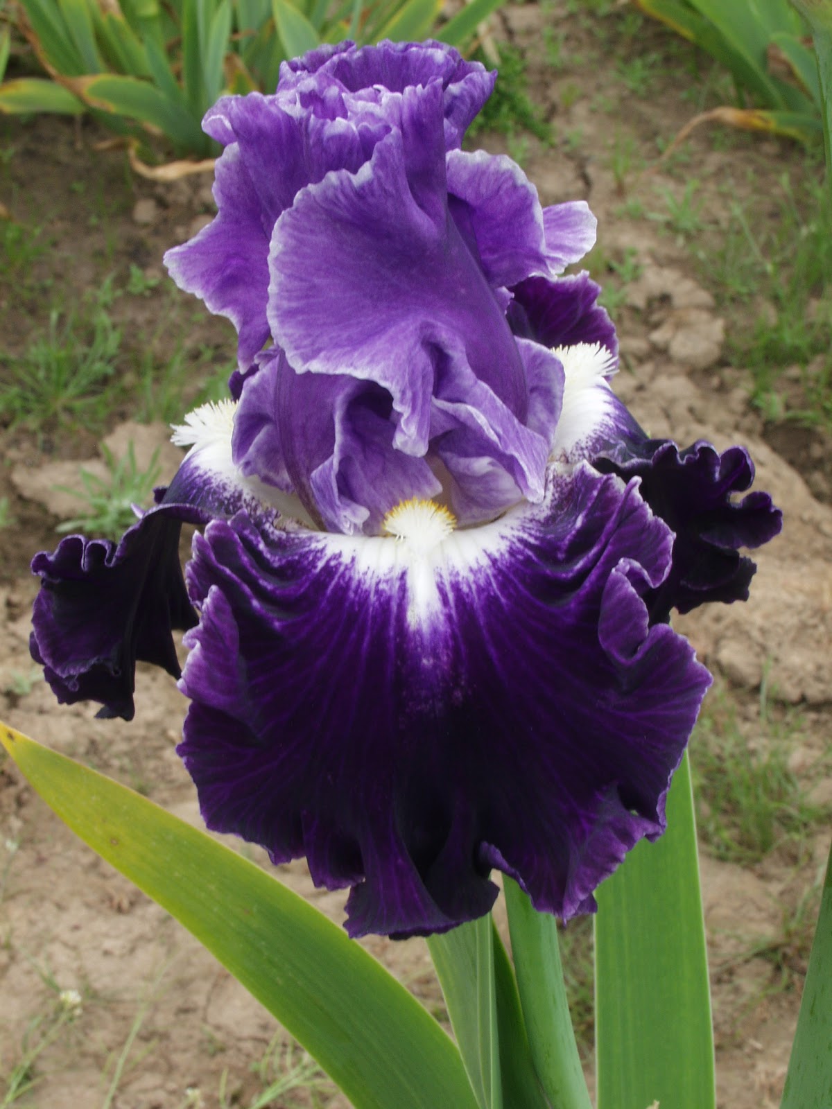 World of Irises: Illumination - By Keith Keppel