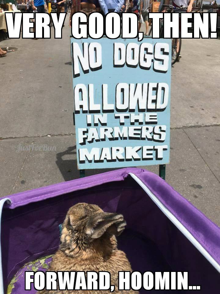 Rabbit Ramblings: Funny Bunny Monday Meme*day