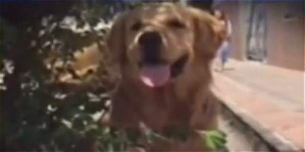 Maltrato Animal: Un perro golden retriever murió pateado por una mujer ...