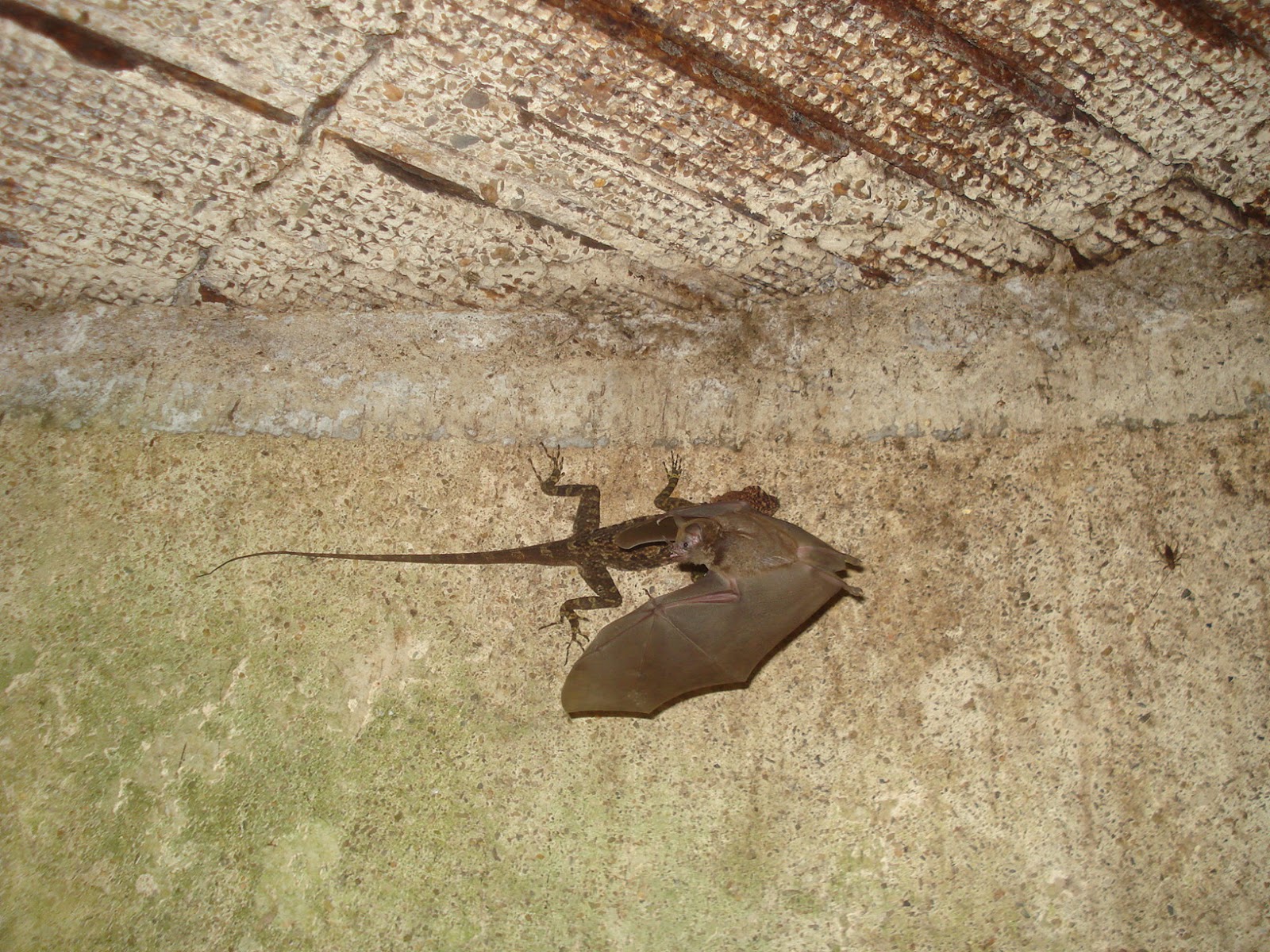 Bats are not bugs: June 2013