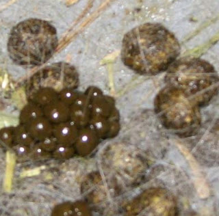 ORGAN FOODS AND LIFESTYLE: CAECOTROPHY IN RABBITS