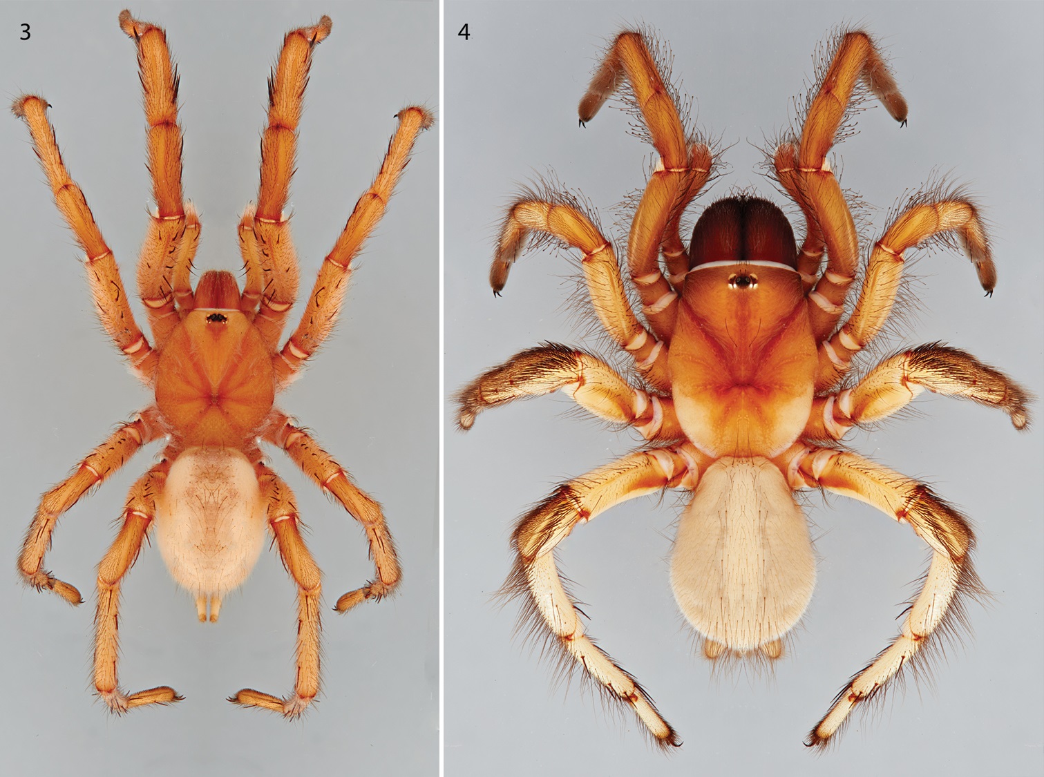 Species New to Science: [Arachnida • 2019] Pionothele gobabeb • A New ...