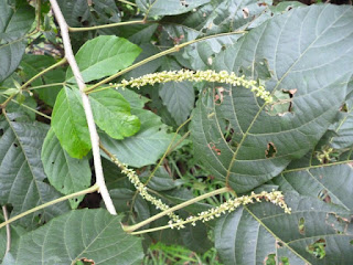 Tit Berry - Kobbe or Mudu Kobba | SL Flora