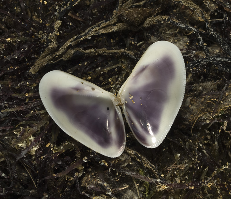 Paseos por la naturaleza: Donax semistriatus