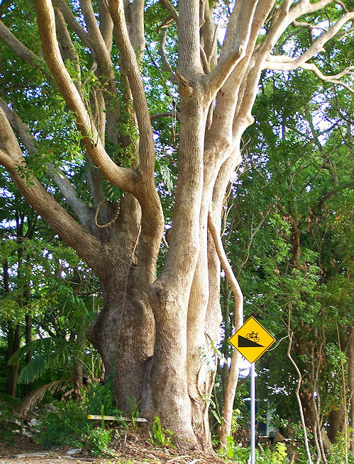 Borneo Camphorwood - Dryobalanops aromatica Gaertn