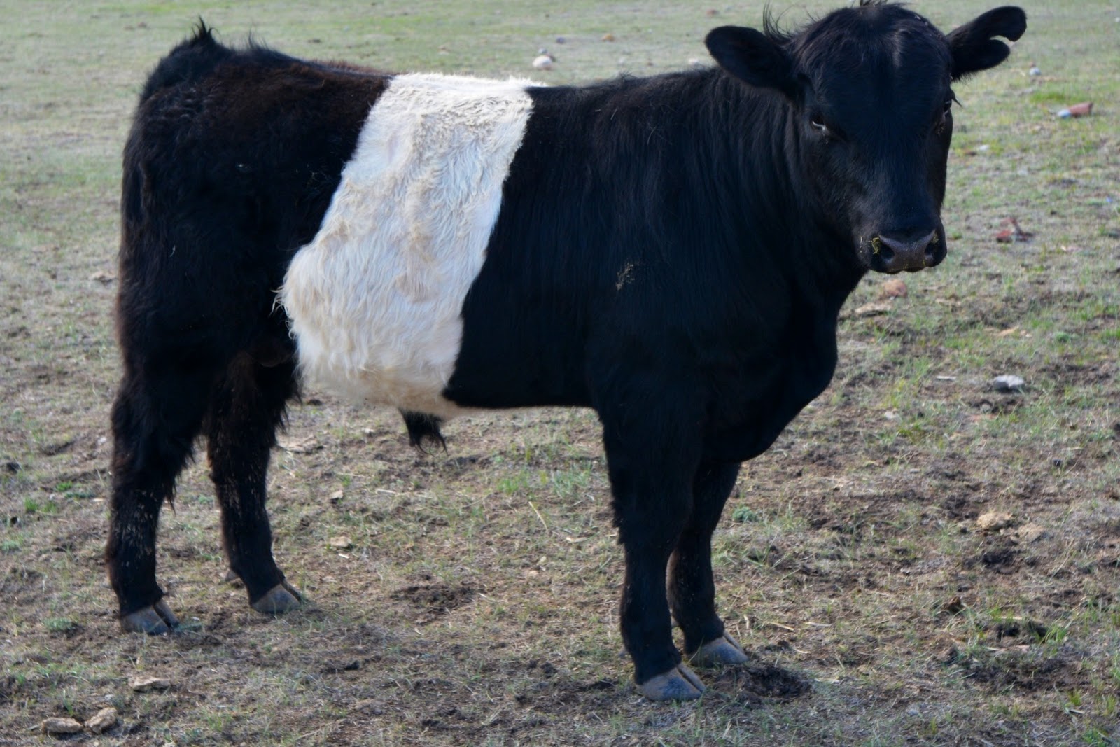 TTT Ranch: Registered BueLingo Bulls for Sale