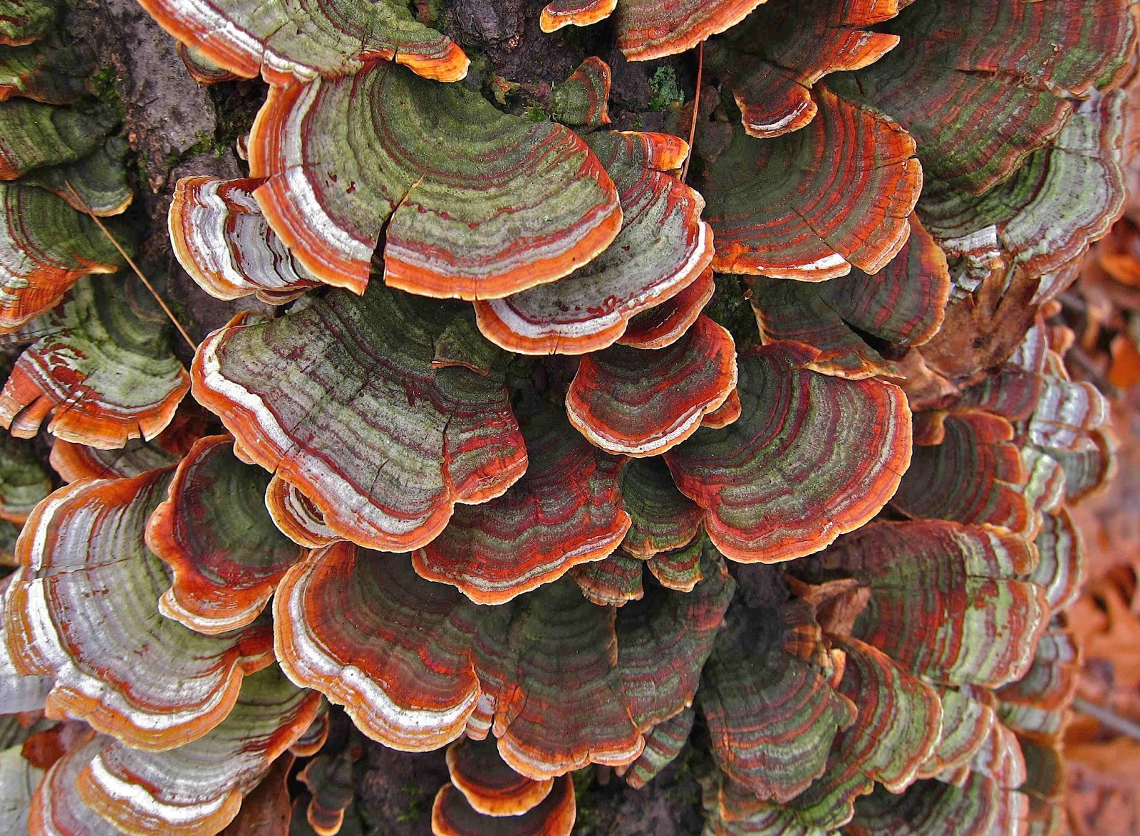 Saratoga woods and waterways: Turkey Tail Tales