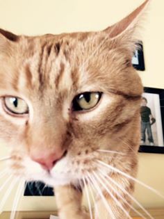 21 Wits, by Karen: That Feel Good Vibe and Critters