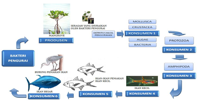 kelautan: Ekosistem Pesisir Pantai