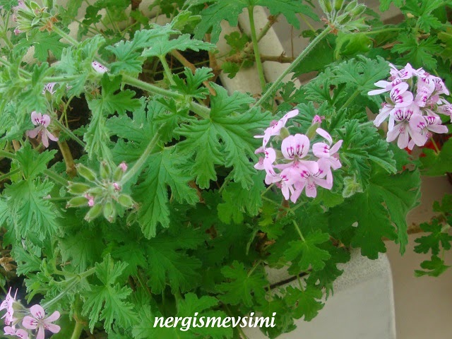 nergismevsimi: ITIR ( MİS ÇİÇEĞİ ) REÇELİ