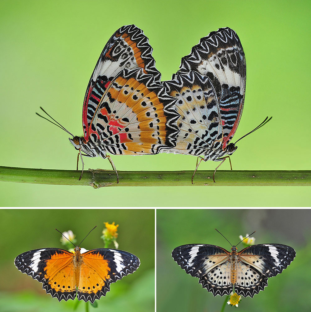 Butterflies of Singapore: Sexual Dimorphism - Part 2