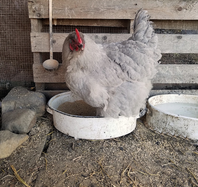How Do Chickens Stay Cool in the Summer? - Fresh Eggs Daily® with Lisa ...
