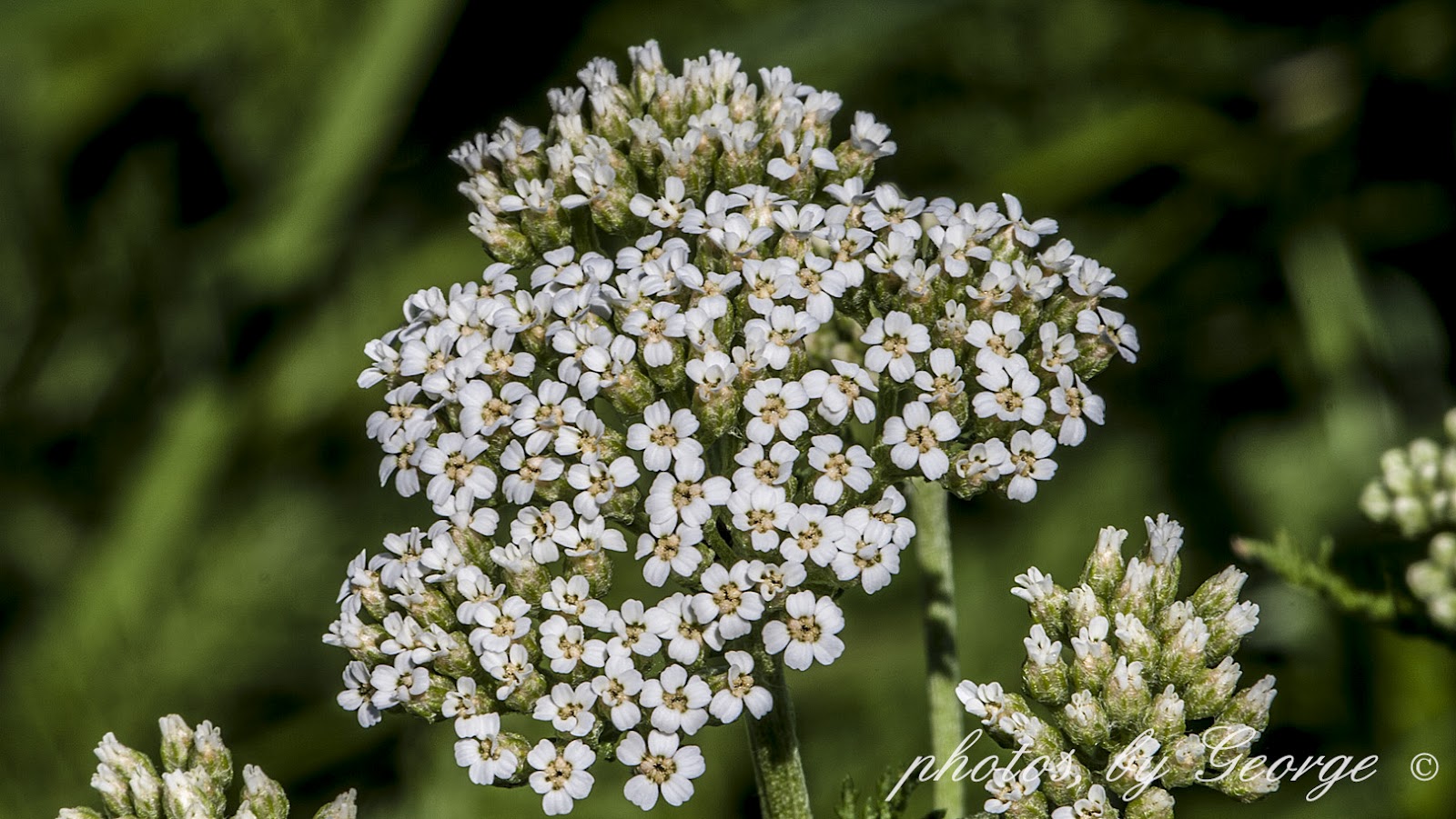 "What's Blooming Now" : Western Yarrow (Achillea millefolium L. var ...