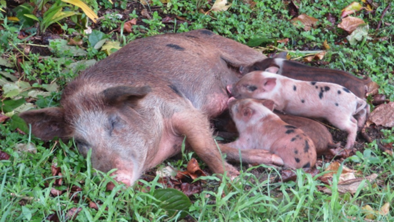 Thomsons In Tonga: Liahona Farm