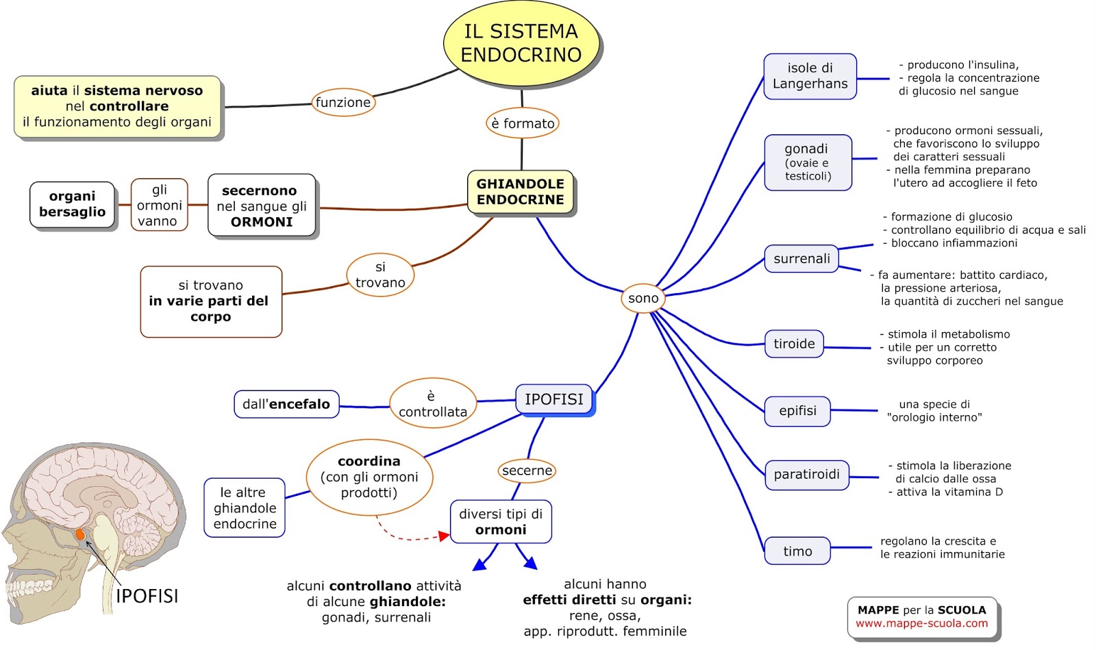 MAPPE per la SCUOLA: IL SISTEMA ENDOCRINO