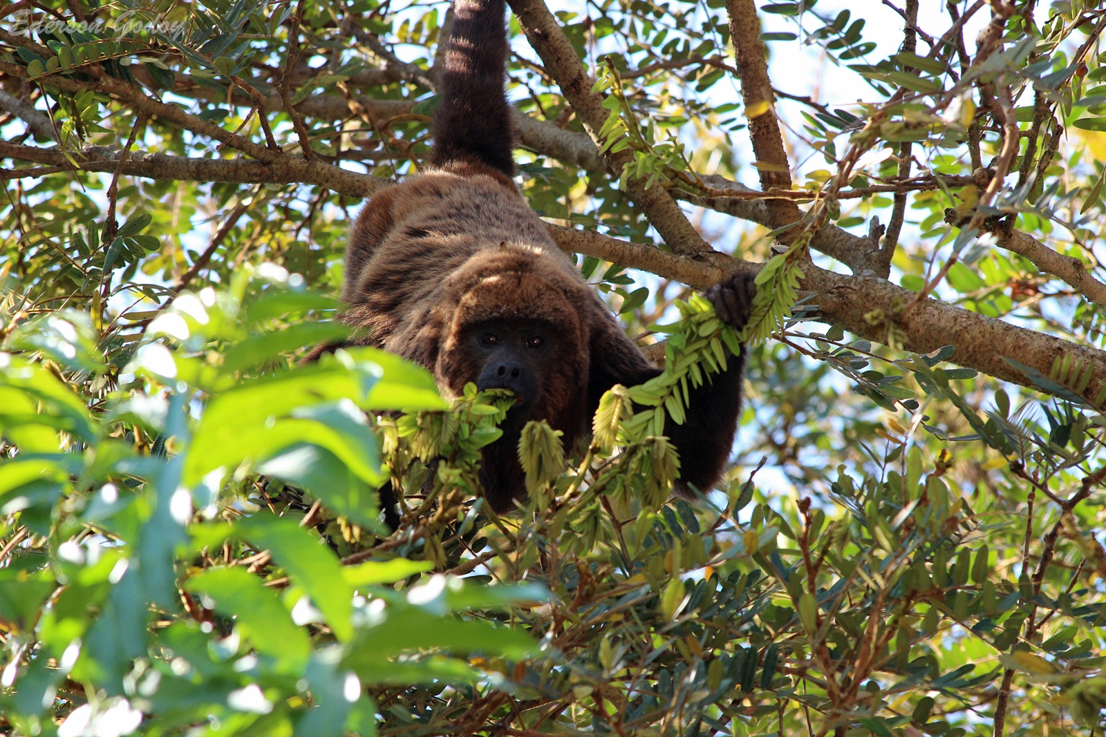 Verdenovo: Bugio-ruivo (Alouatta guariba)