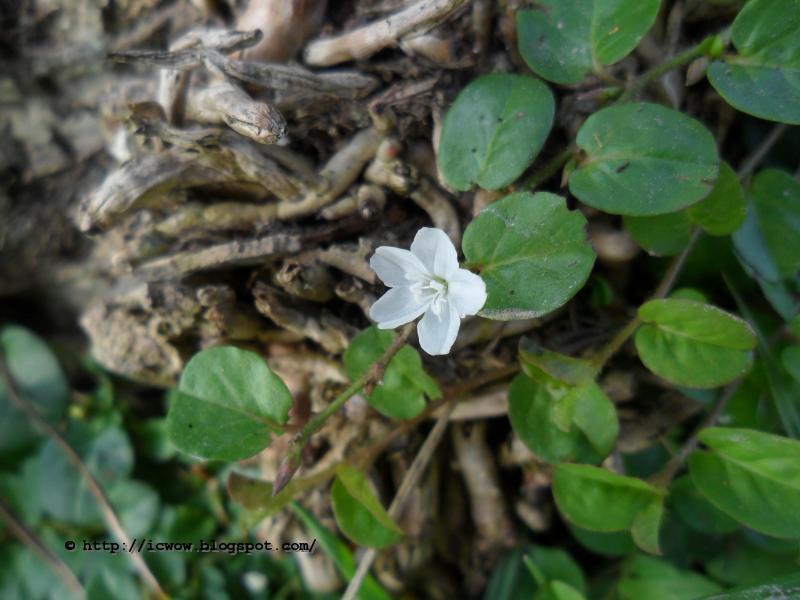 Roundleaf Bindweed(ভূঁই আকরা) - Evolvulus nummularius