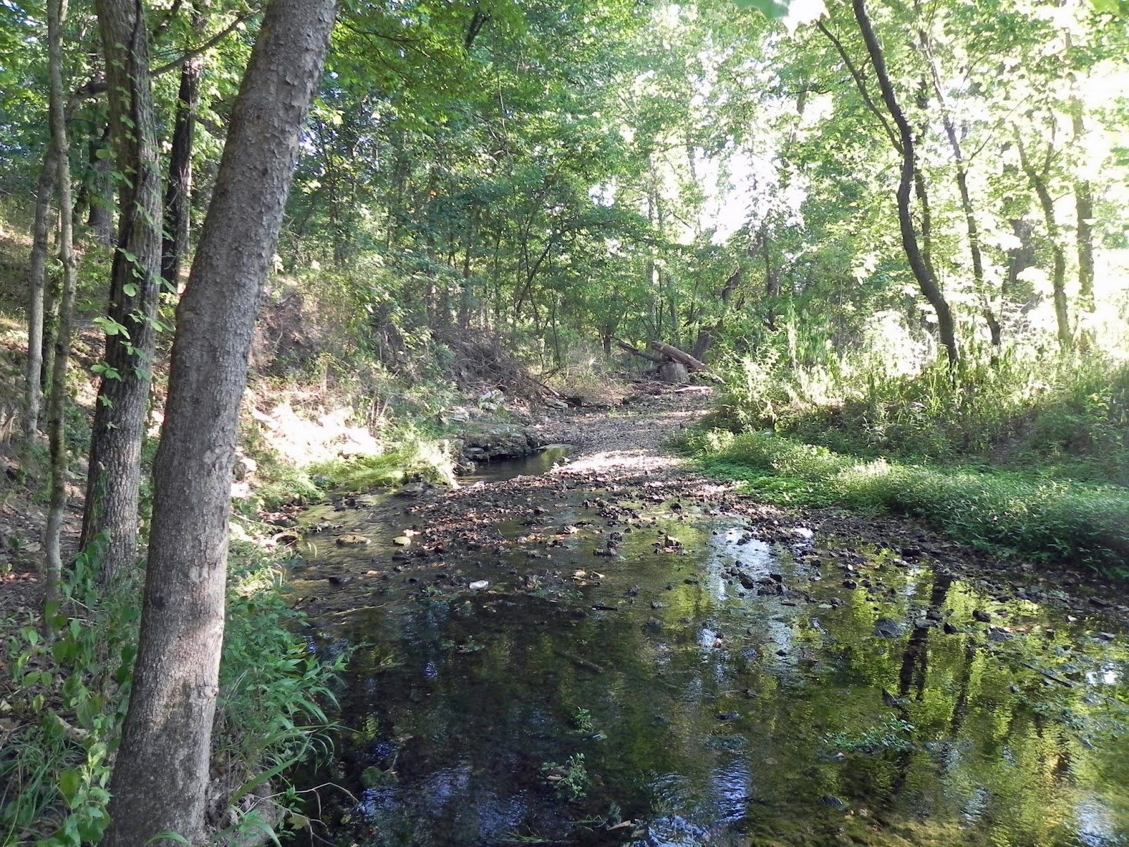 Dogwood Ridge Trail, Forest 44 Conservation Area