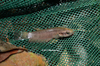 The rainforests of Borneo & Southeast Asia: Betta ocellata from Lahad ...