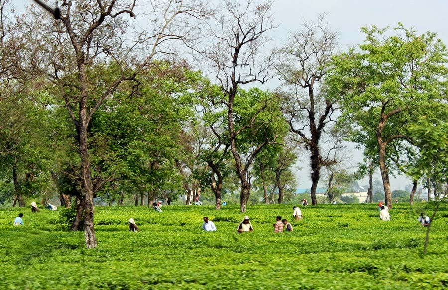 Stock Pictures: Plucking tea in a tea garden in India