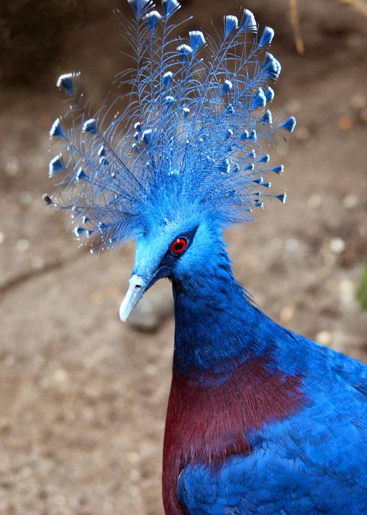 Extreme Crest Feathers: 10 Reasons Why Crest is Best | The Ark In Space