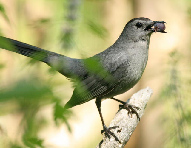 northeast naturalist: Catbirds